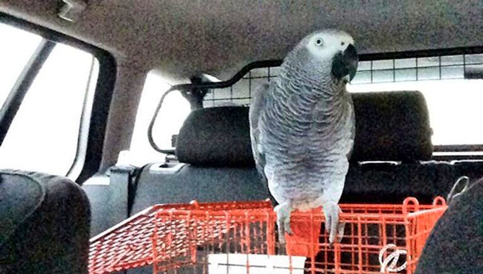 Police catch learner driver being supervised by a parrot | Recombu