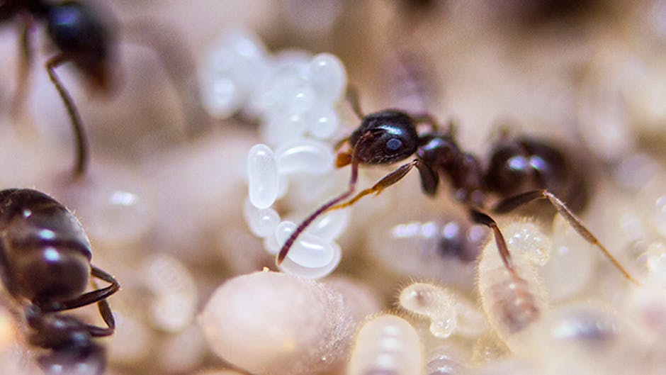 Watch ants get their brains fried by an iPhone 6