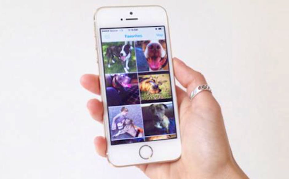 Barkbuddy is like Tinder for dogs (actual canines) | Recombu